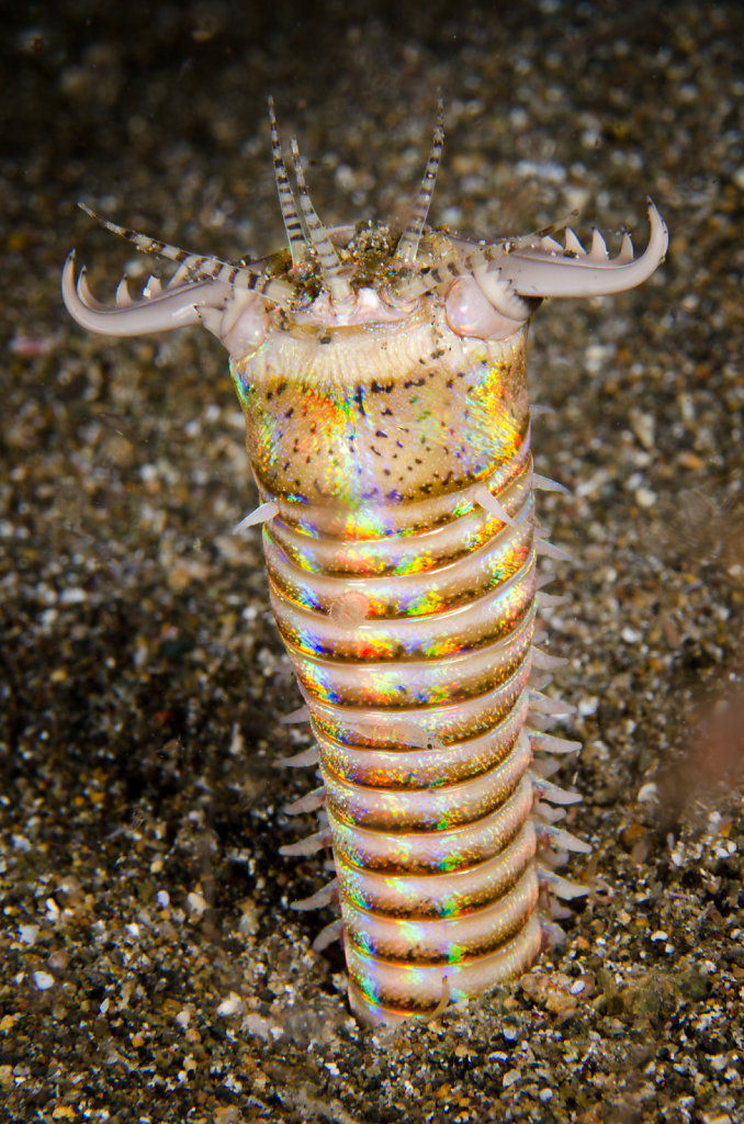 Bobbit Worm (Eunice aphroditois) - Eric Keung Photography