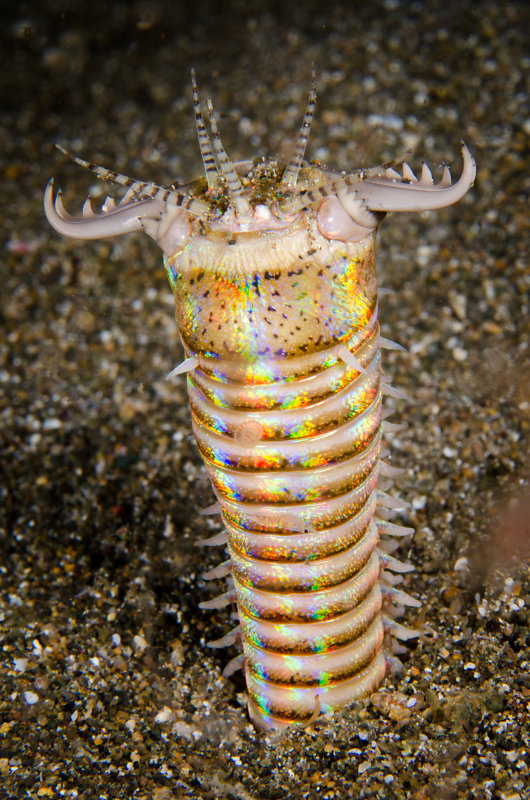 Bobbit Worm (Eunice aphroditois) - Eric Keung Photography