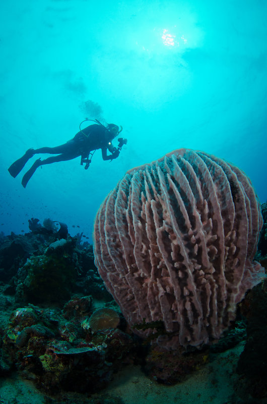 Giant Barrel Sponge & Diver - Eric Keung Photography
