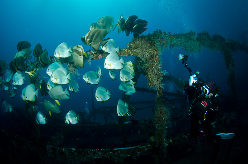 School of Spadefishes - Eric Keung Photography