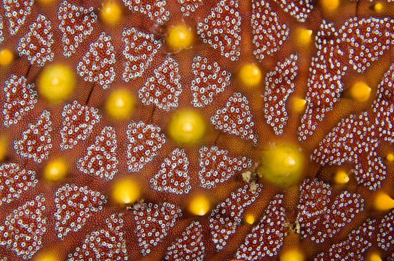 Honeycomb Sea Star - Eric Keung Photography