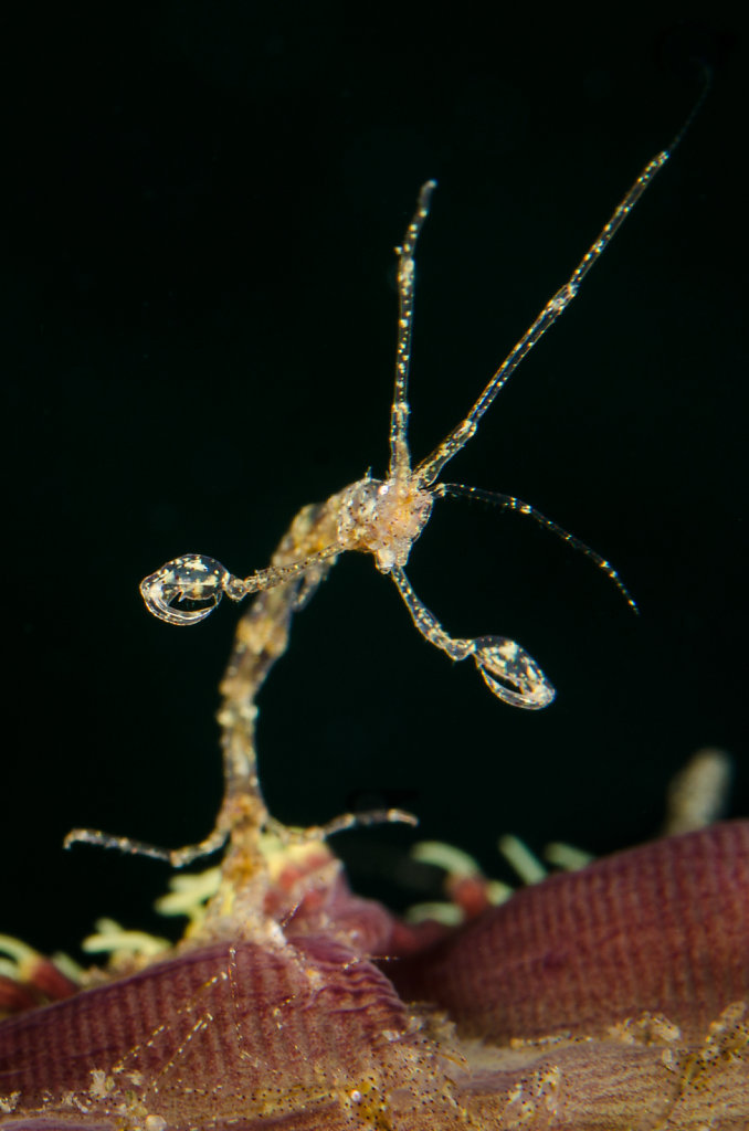Skeleton Shrimp (Caprella sp.) - Eric Keung Photography
