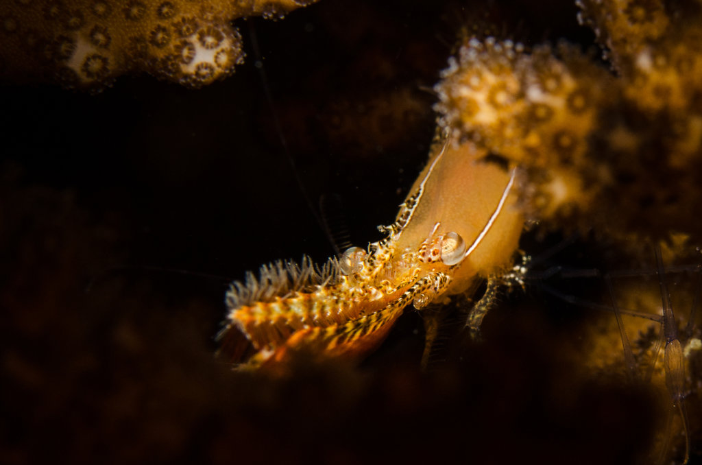 Donald Duck Shrimp (Leander plumosus) - Eric Keung Photography