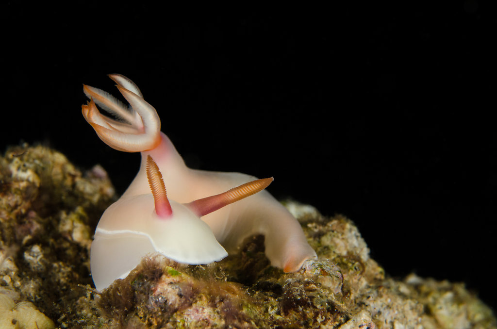 Nudibranch Bullock's Hypselodoris (Hypselodoris bullocki) - Eric Keung ...