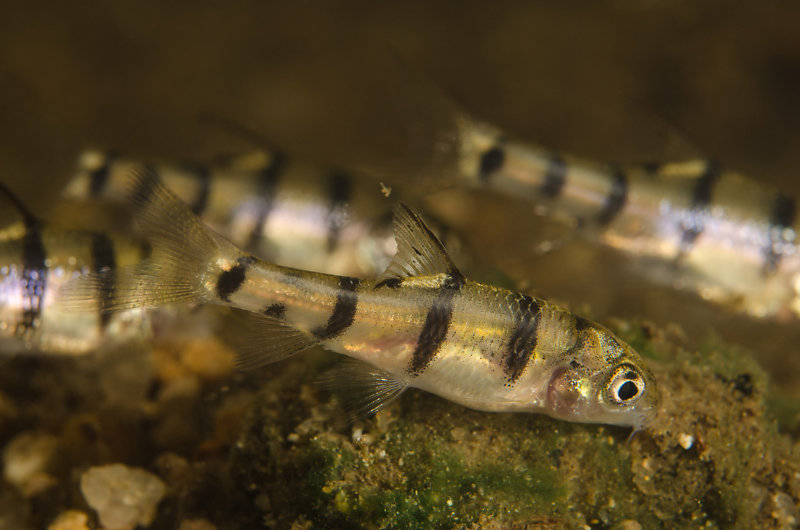 北江光唇魚 - Eric Keung Photography