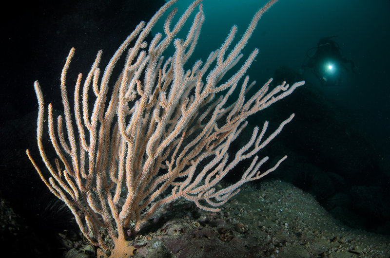 Gorgonian Sea Whip - Eric Keung Photography