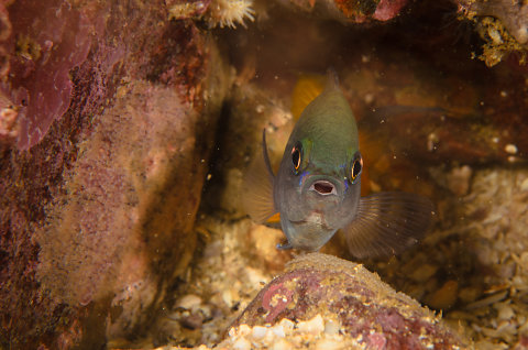 Common Reef Fish Species of Hong Kong 香港常見珊瑚魚品種 - Eric Keung Photography
