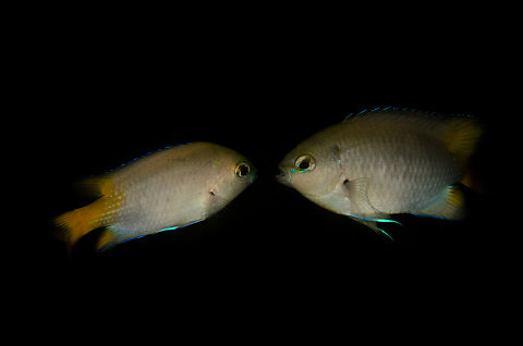 Common Reef Fish Species of Hong Kong 香港常見珊瑚魚品種 - Eric Keung Photography