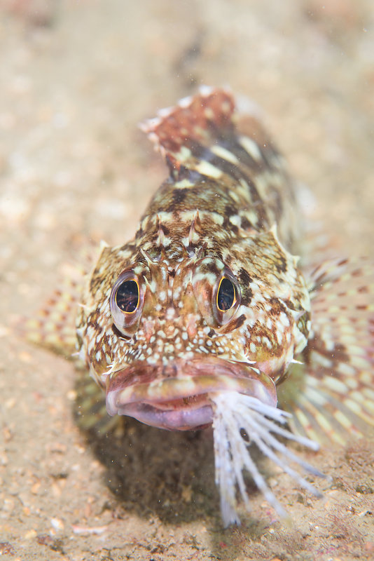 Common Reef Fish Species of Hong Kong 香港常見珊瑚魚品種 - Eric Keung Photography