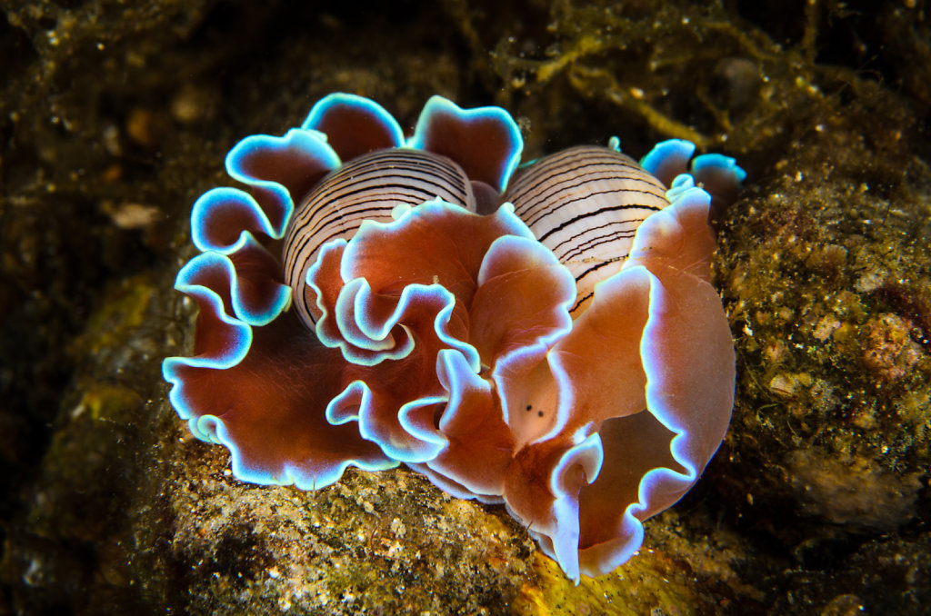 Beautiful Pair of Bubble Shell Sea Slug (Hydatina physis) - Eric Keung ...
